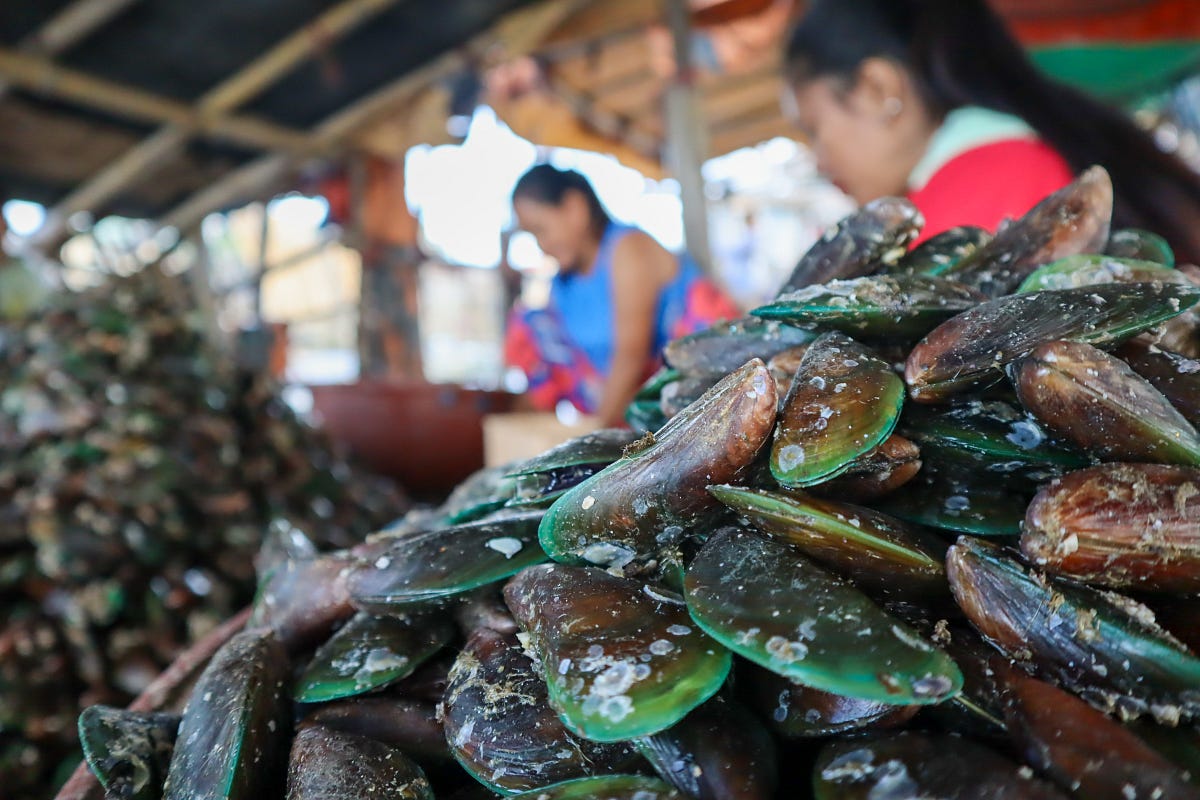 Pagkakalis ng tahong at talaba, iyan ang hanap-buhay ng ilang mga matatanda at ng ilang menor de ...