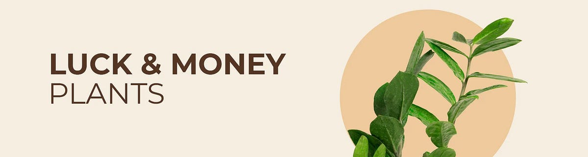 Luck and Money: The Role of Plants in Attracting Good Fortune | by ...