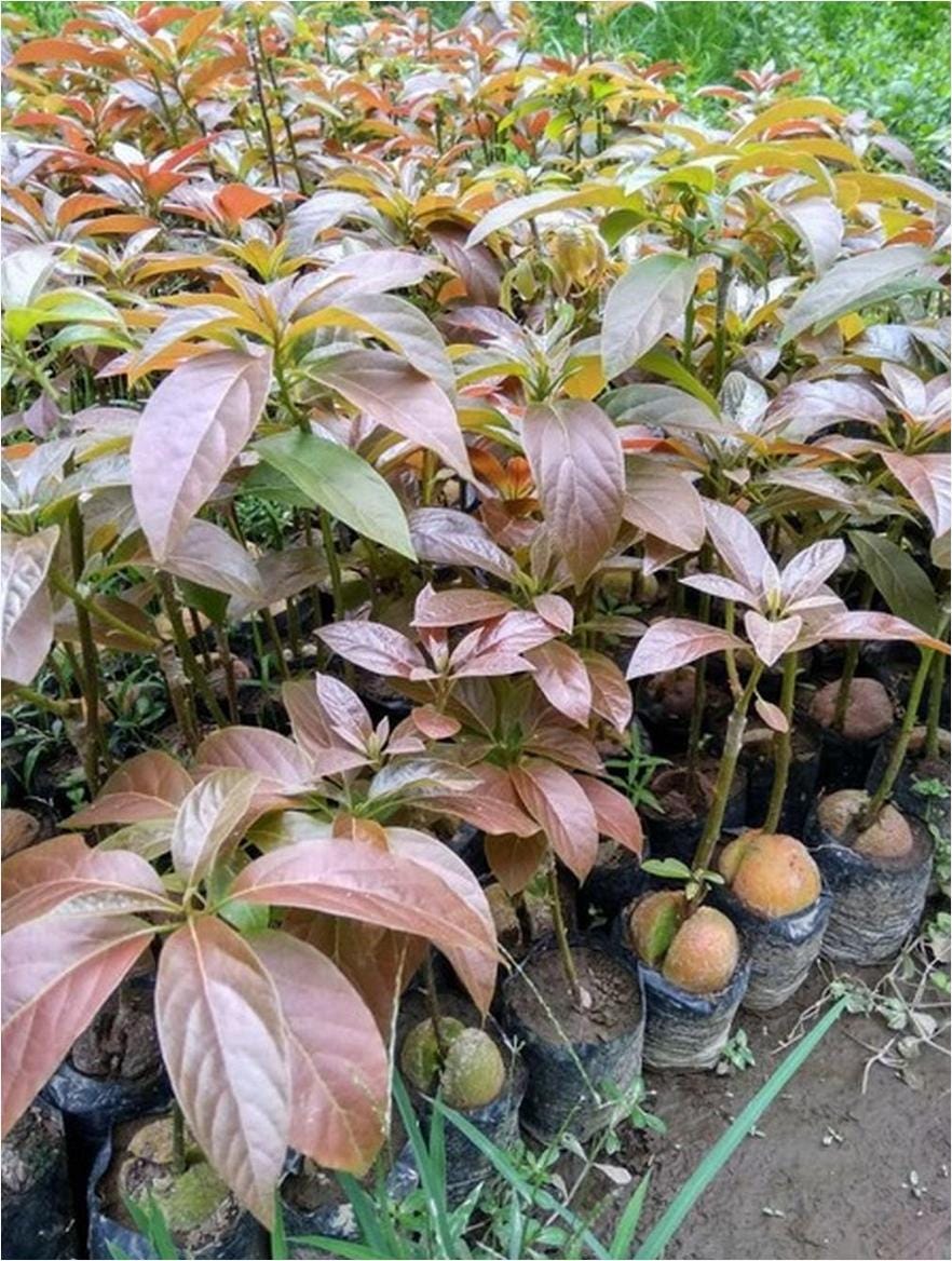 Bibit Alpukat Red Vietnam Tanaman Merah Okulasi Jepara Terlaris | by ...