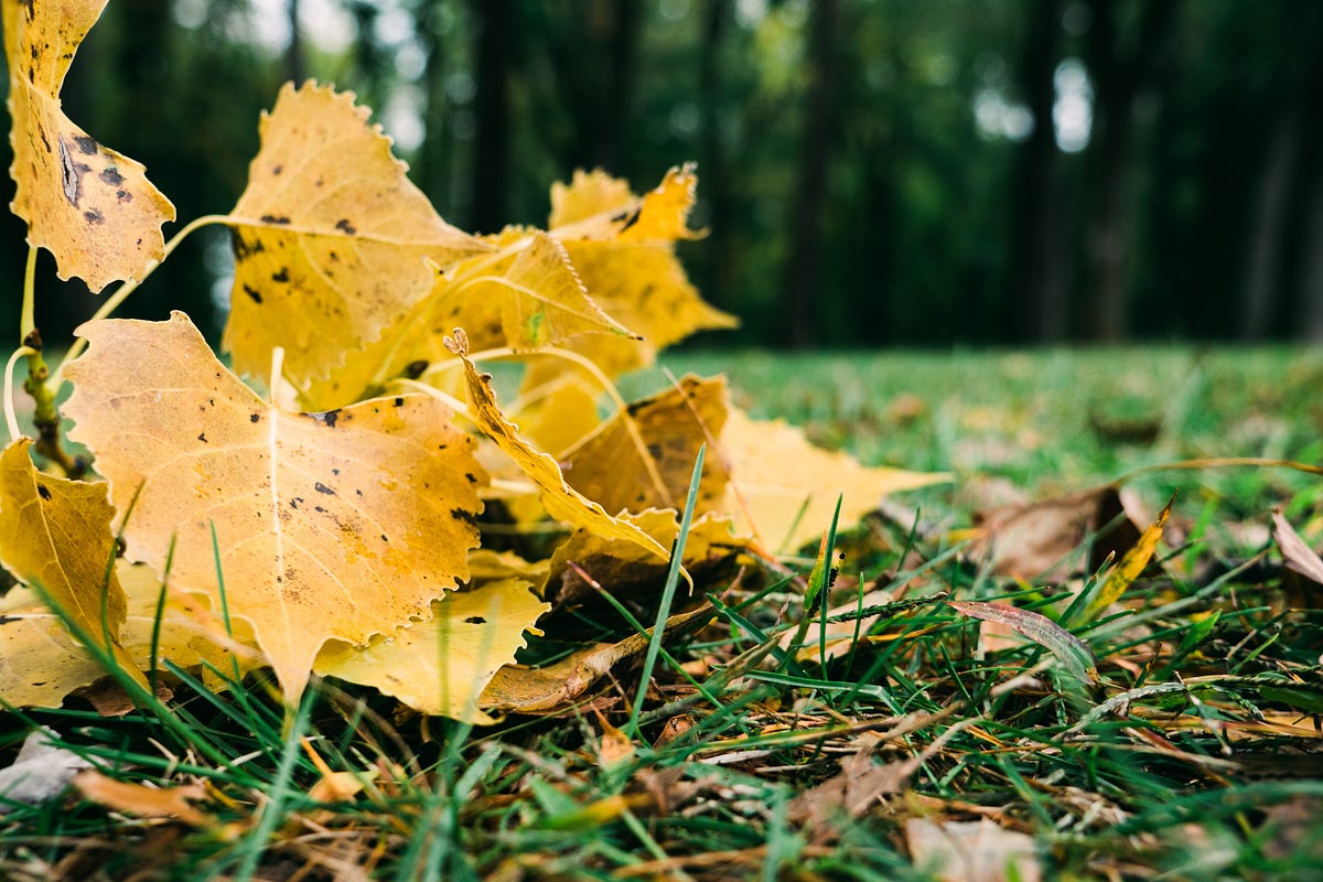Fall Comes In with Don Juan DeMarco | by Laurel B. Miller | Tell Your ...