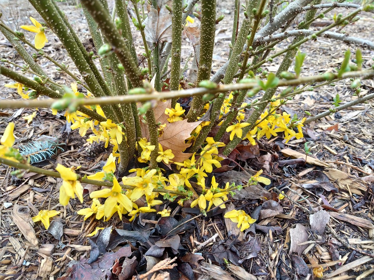 Stubborn Urban Almost Flowers of a Spring That Barely Arrived | by Kua ...