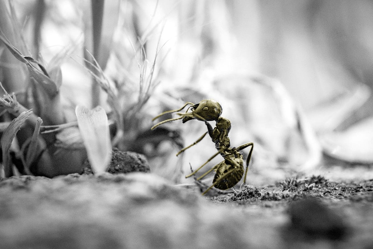 Running TensorFlow Lite Image Classification Models in Python | by Harshit Dwivedi | Heartbeat