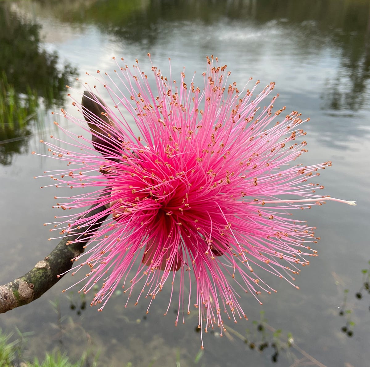 A spray of pink - Bruce Black - Medium