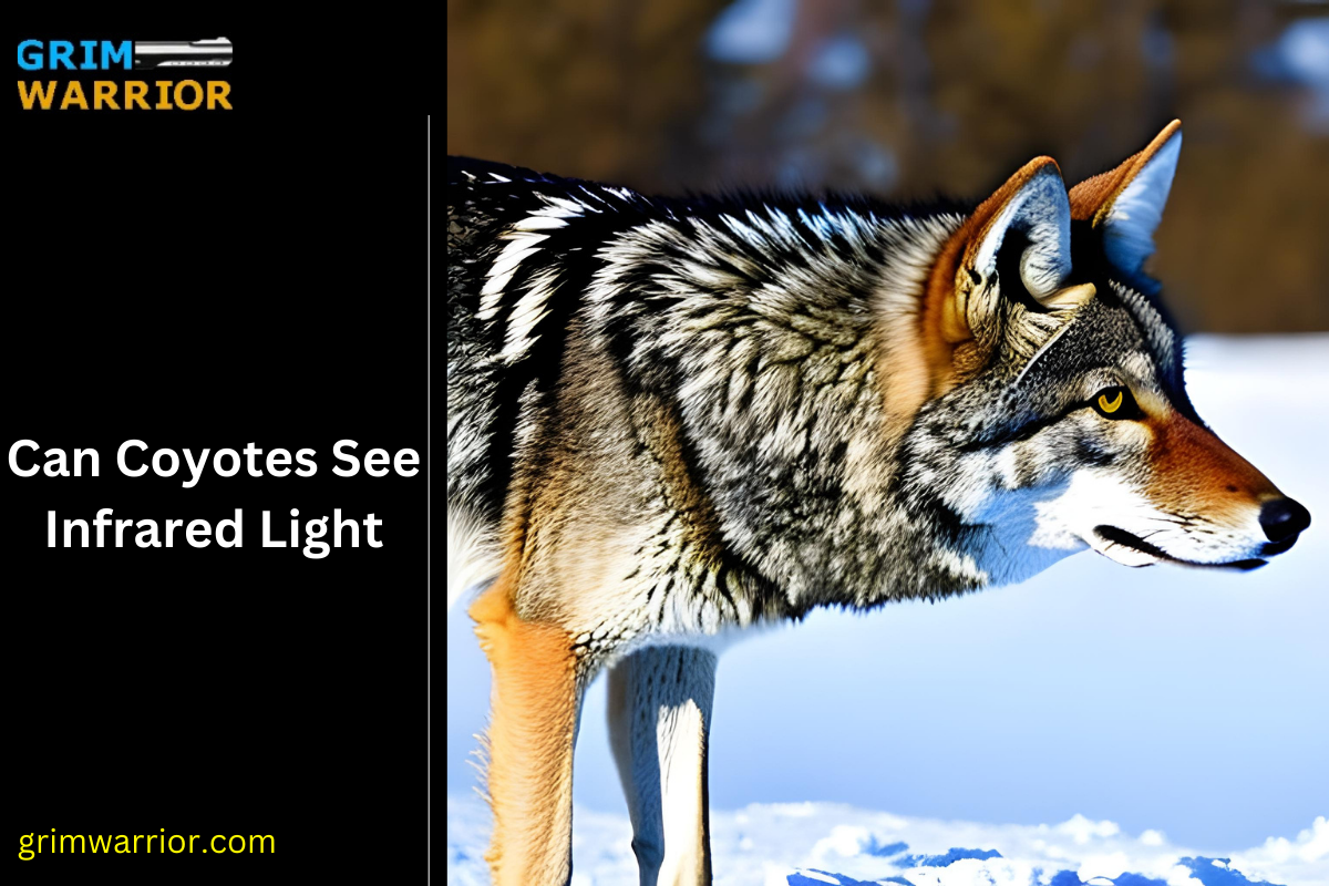 Can Coyotes See Infrared Light. Coyotes are one of the most adaptable ...