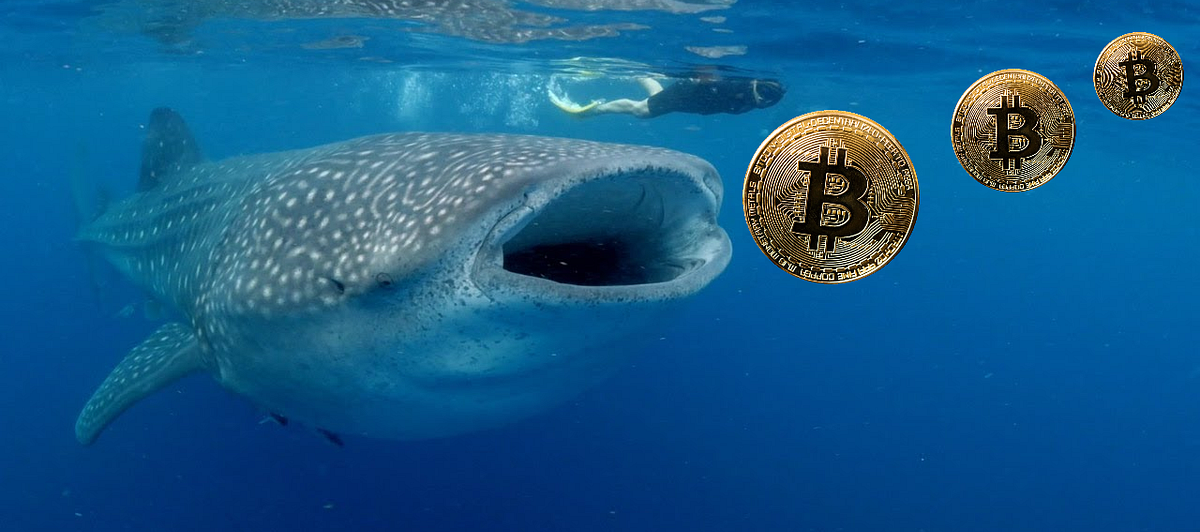 Bitcoin continues to advance despite a slowdown in purchases by ‘Whales ...