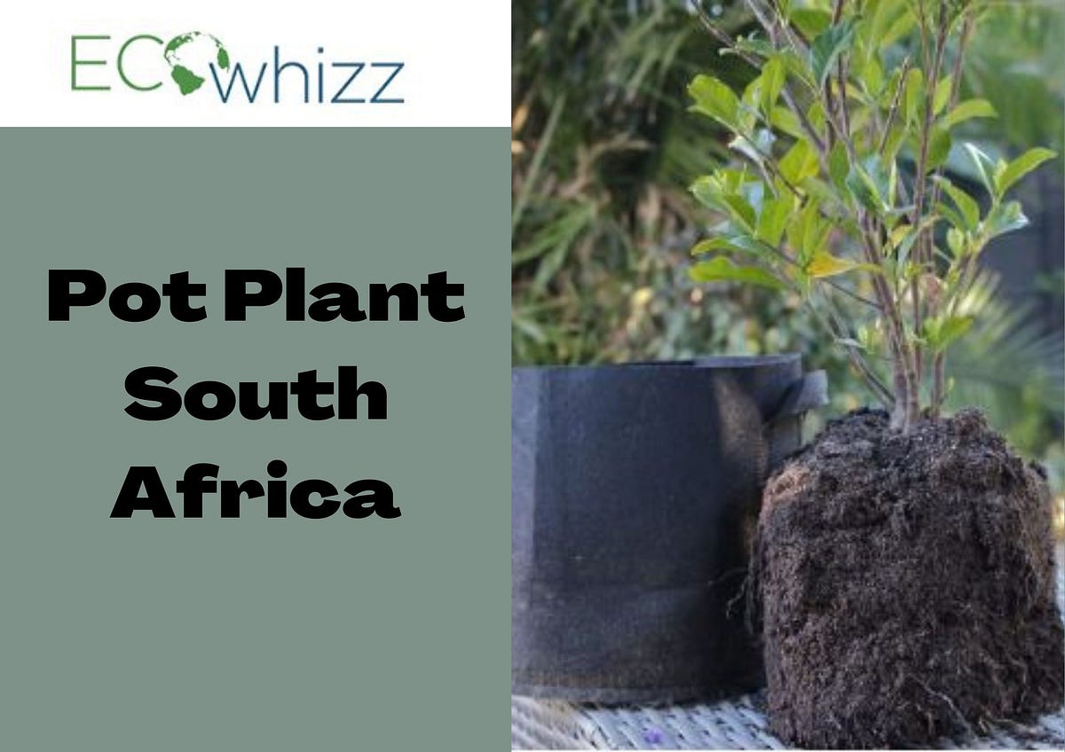 Buy Pot Plant in South Africa The health and development of your plants ...