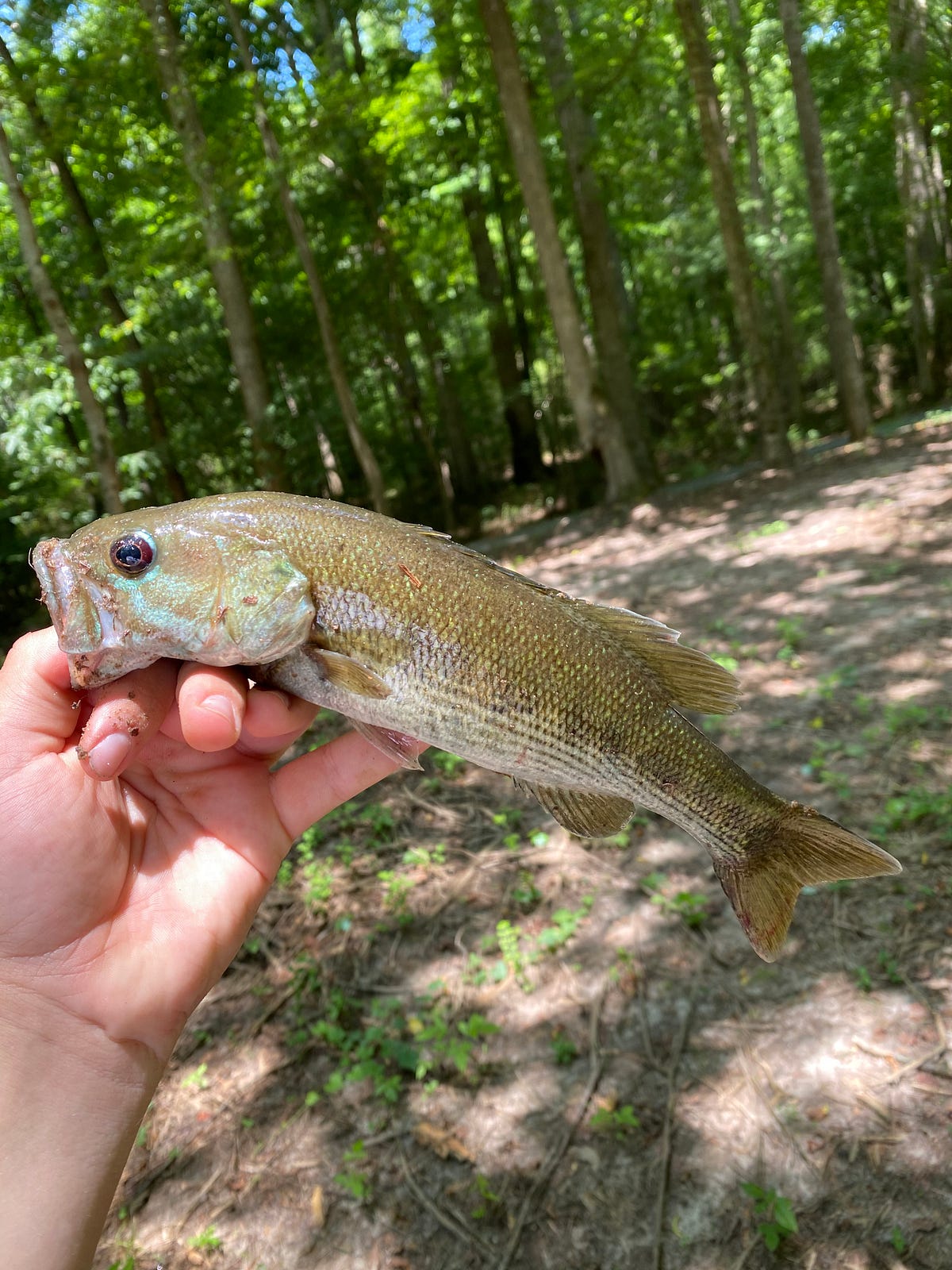 The Bank Fisherman Series: Blog #1: Spotted Bass Fishing — Lake Lanier ...