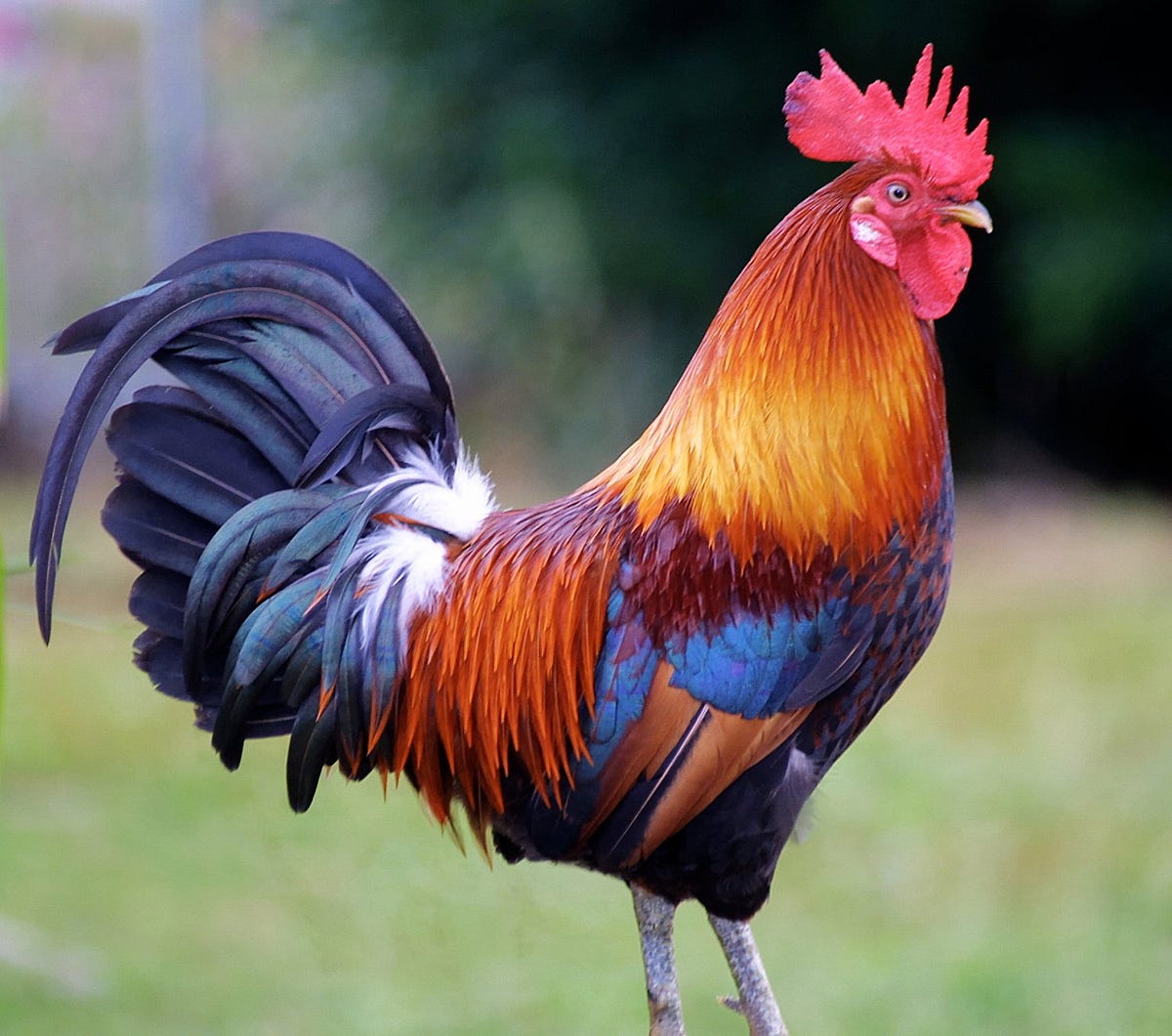 Rainbow Rooster, the Game the AI Scores | by mankins | Medium