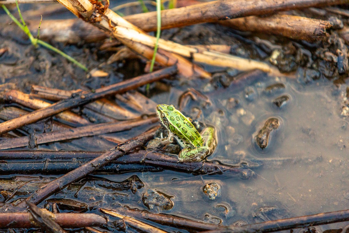 Restoring balance: Recovering the northwestern pond turtle and northern ...