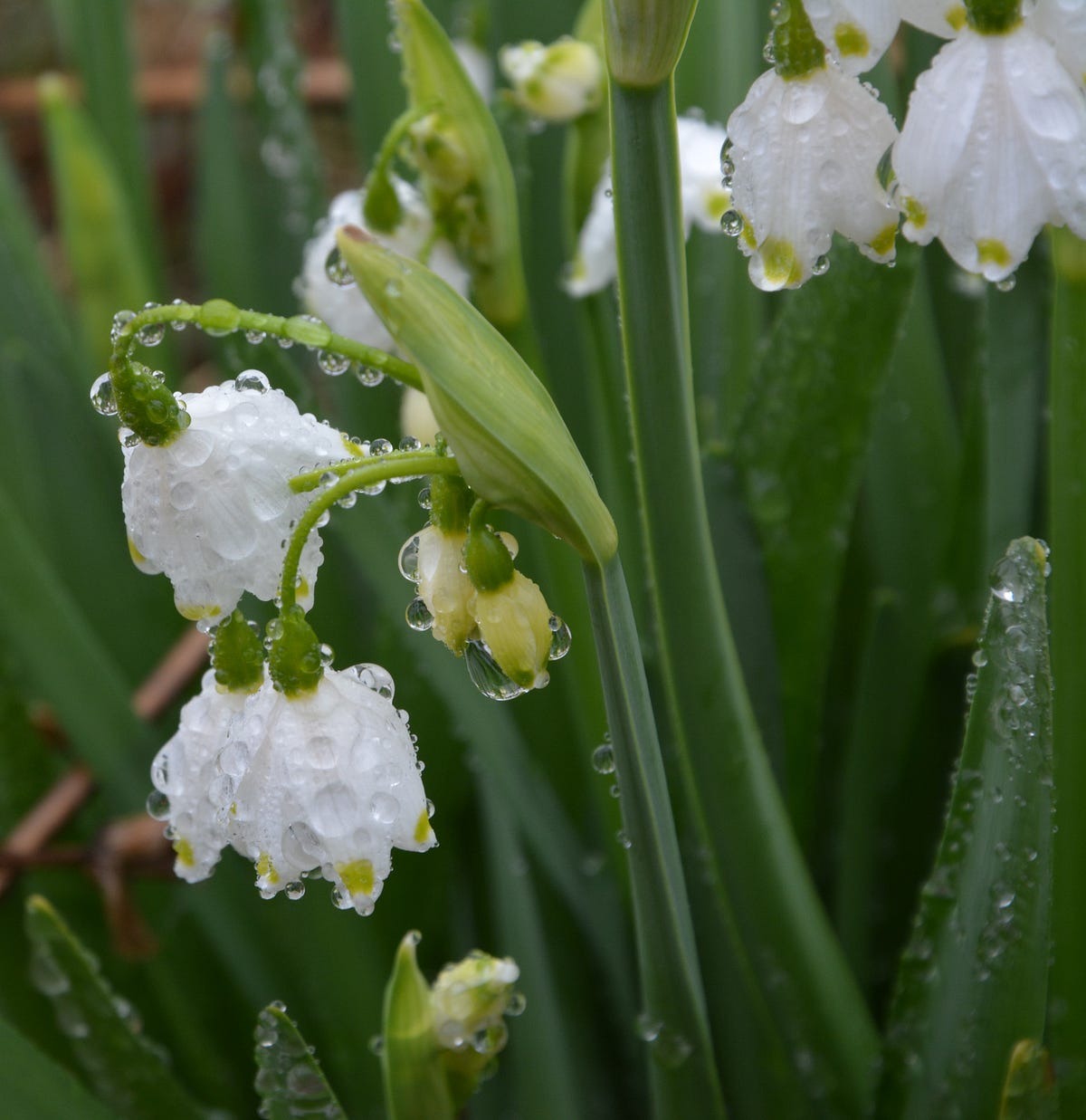 Garden tour 4/25/18. Finally some color and intrigue. | by John ...