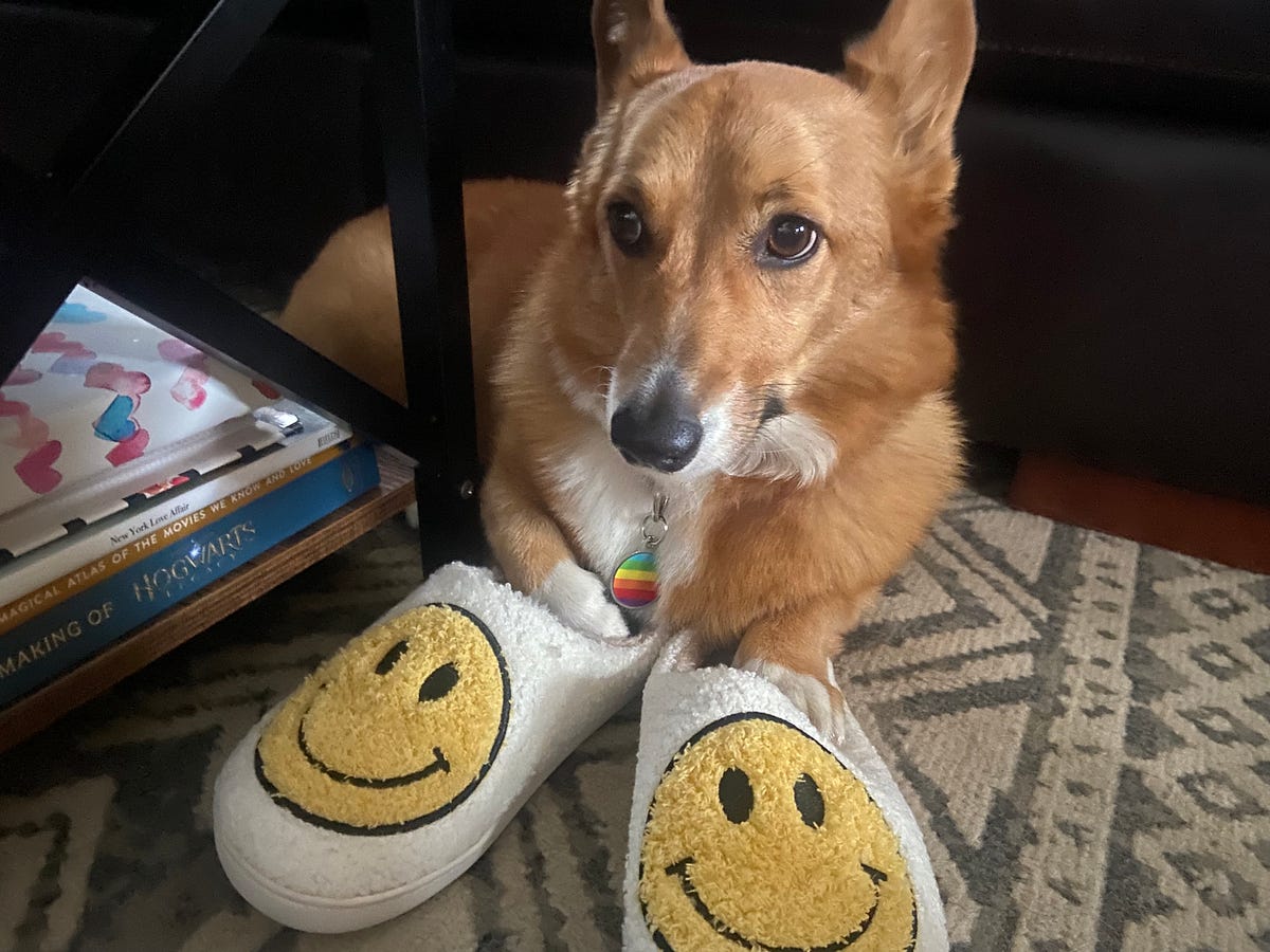 Thoughts of the Dog. It’s easy to get wrapped up in your… | by Jaclyn ...