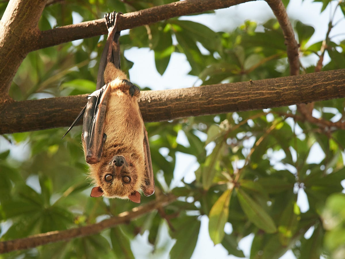 If Bats Were Green They’d Still Be The Worst | by Brett Jenae Tomlin ...