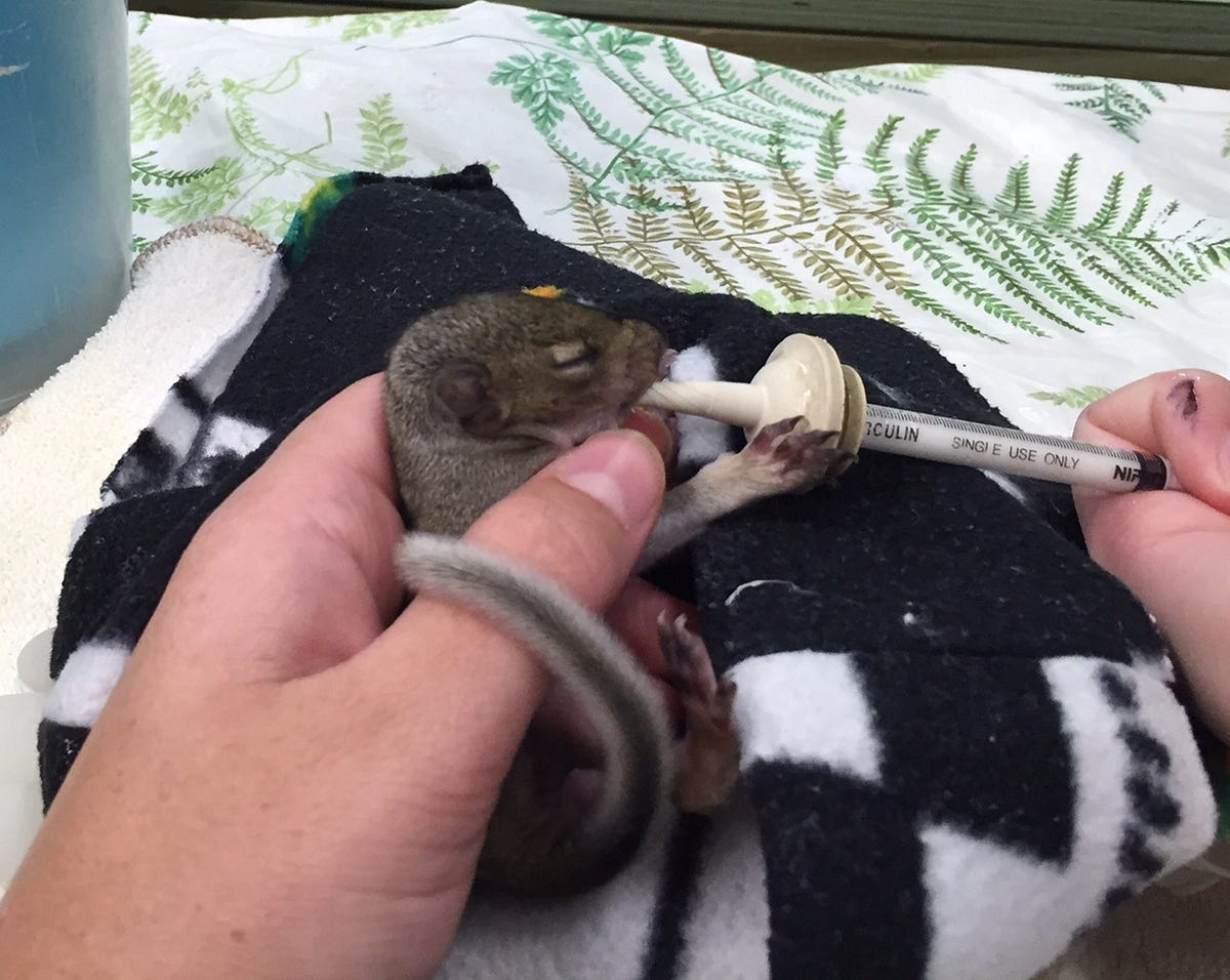 Squirrels injured during tree trimming | by Conservancy of SWFL | A ...
