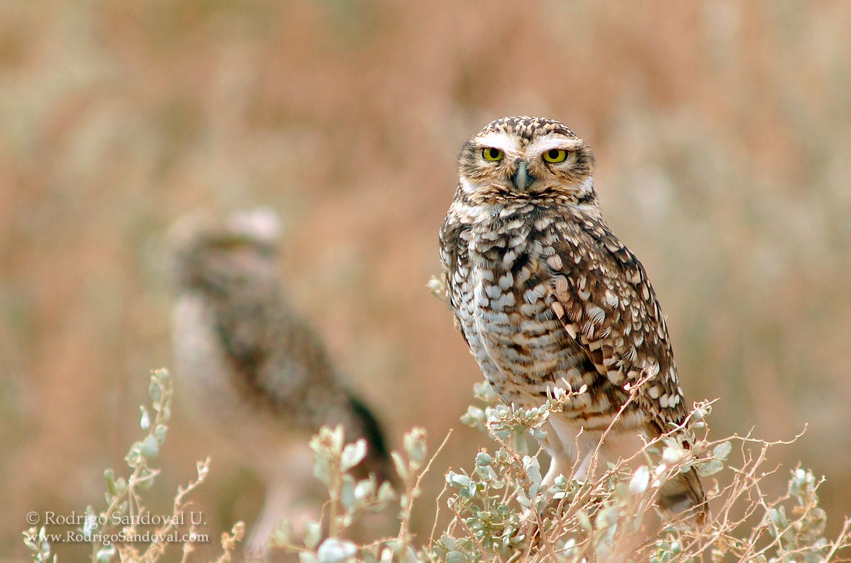 Double Owl. Burrowing Owls are frequently found in… | by Rodrigo ...