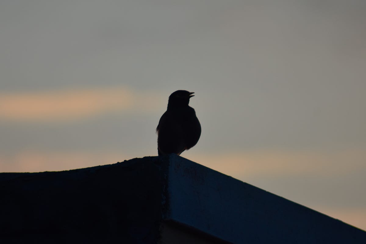 Lali Bird / Myna Bird | Khushab. Morning Click: Meet the Lali Bird of ...