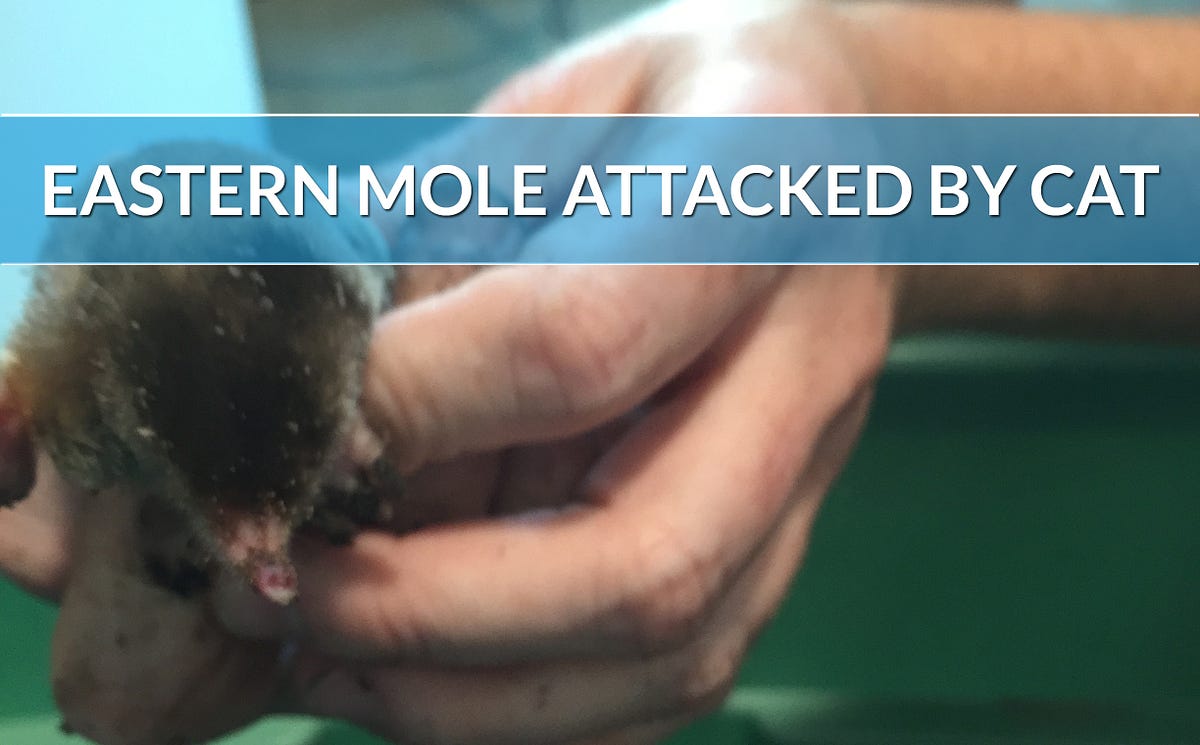 Mole suffers puncture wounds in cat attack | by Conservancy of SWFL | A ...