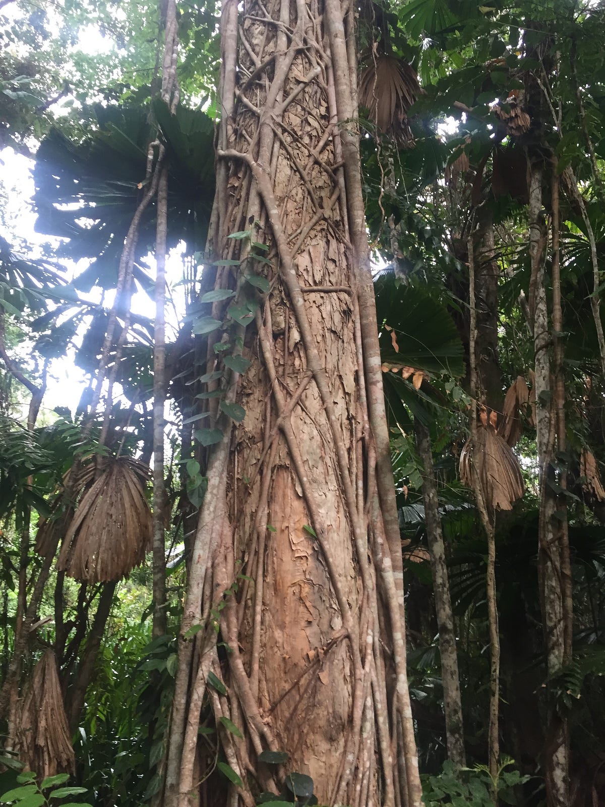 Ripped from the Trees. A Free Verse Poem | by Emma Briggs | Lit Up | Medium