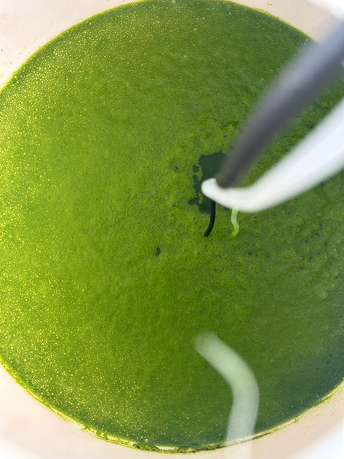 Best Ways to Apply Micro-Algae Fertilizer | by Nick Sokol, PhD | Medium