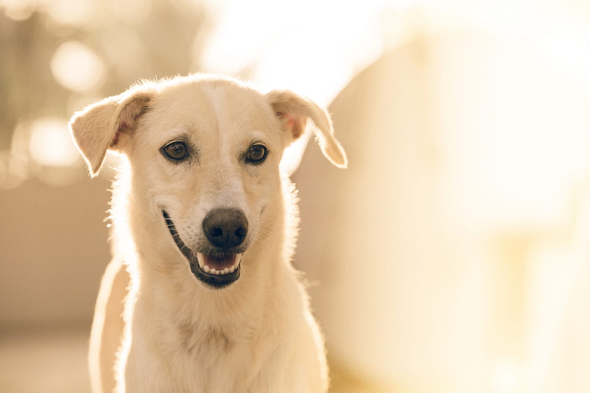 7 Life Skills You Can Learn from Animals | by Shana Douglas | Ascent ...
