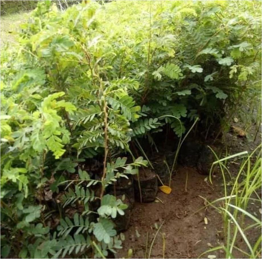 Bibit Asam Jawa Pohon Kota Bogor Terlengkap | by paranadipa bibit | Medium