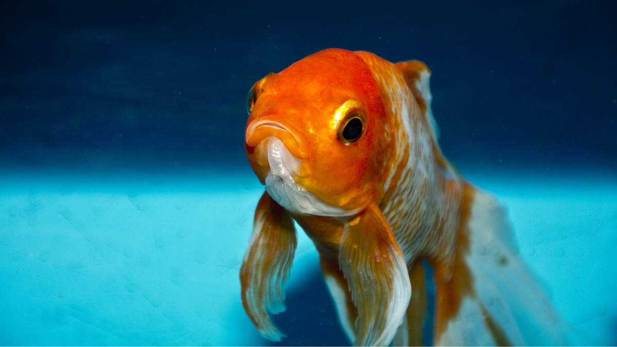 Curse of the Goldfish Generation — Standards to Meet | by Shivangi ...