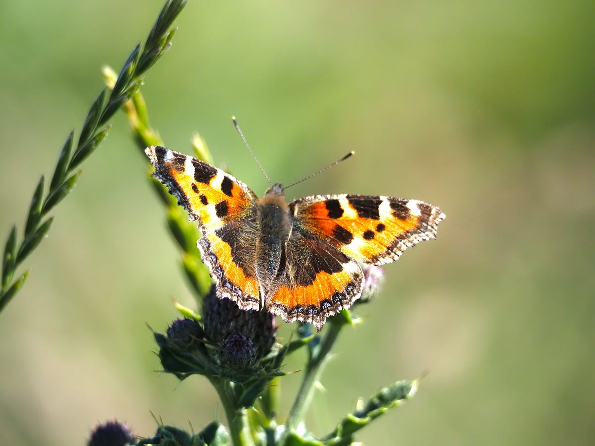 Butterfly Muse. A verse creation metaphor. | by Janice Gill | The POM ...