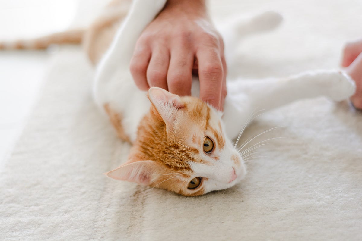 What Cat Tells About Your Partner By Shisss Medium what-cat-tells-about-your-partner-by-shisss-medium