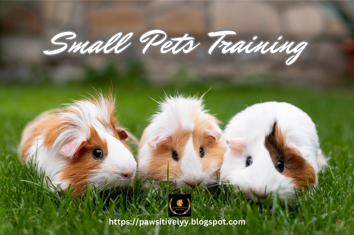 Small Pets Training. Introduction | by Pawsitively | Medium