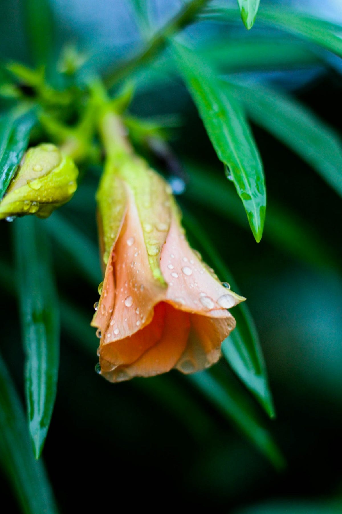 Linger. Learning to Let Go Without Forgetting | by SINK-OR-SWIM | NEW ...