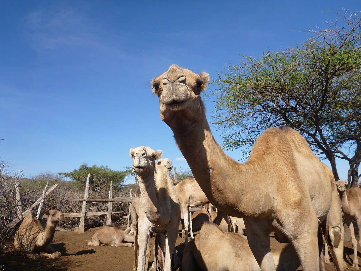 A Journey by Camel in Africa: A Tale of Spit, Bad Breath and Camel ...