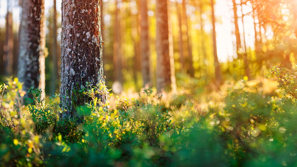 Green Choices for a Green Future: The Role of Data in Sustainability ...