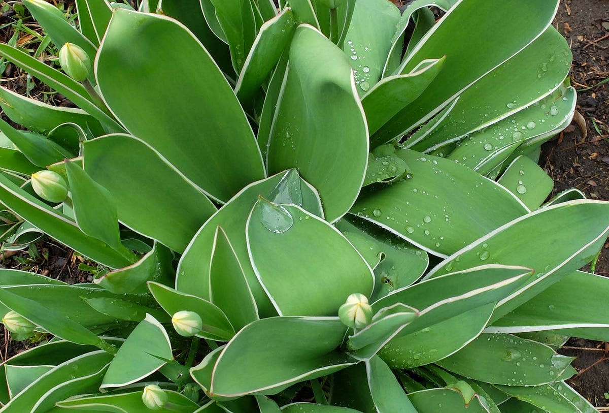 Rained on Things for Dennett. It’s been a very late spring bulb… | by ...