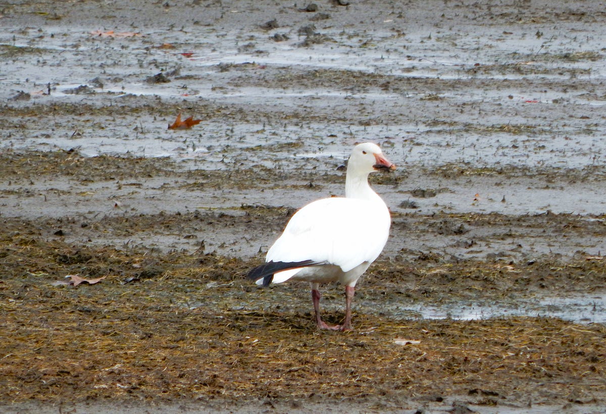 A Bird-Watching Trip To Montezuma National Wildlife Refuge Near Seneca ...