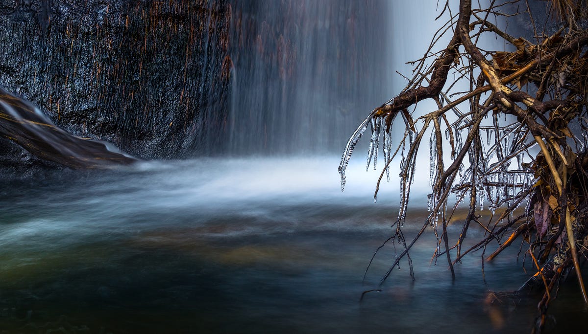 Tree Consciousness :: Humanity Is Awakening To Re-member Its Eternal ...