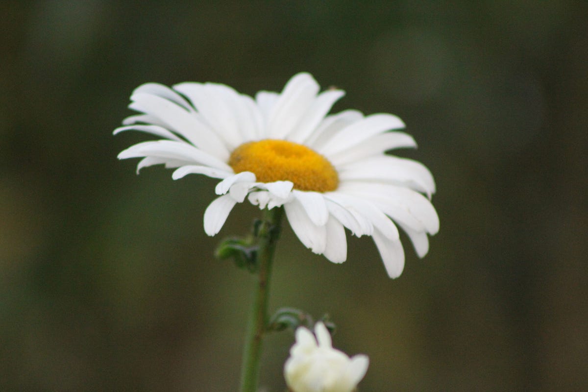 Freeing Me By Freeing You. Forgiveness is the Best Medicine | by GnanVi ...