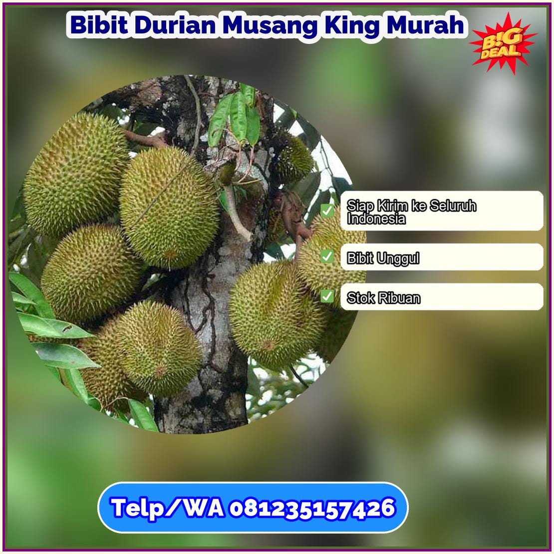 Bibit Durian Musang King Murah | by Pusat Bibit | Jul, 2023 | Medium