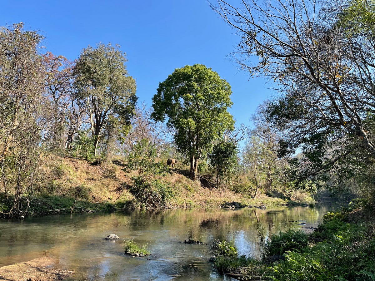 Halla Paruva. The Nilgiris is home to various… | by Janardhan Nanjundan ...
