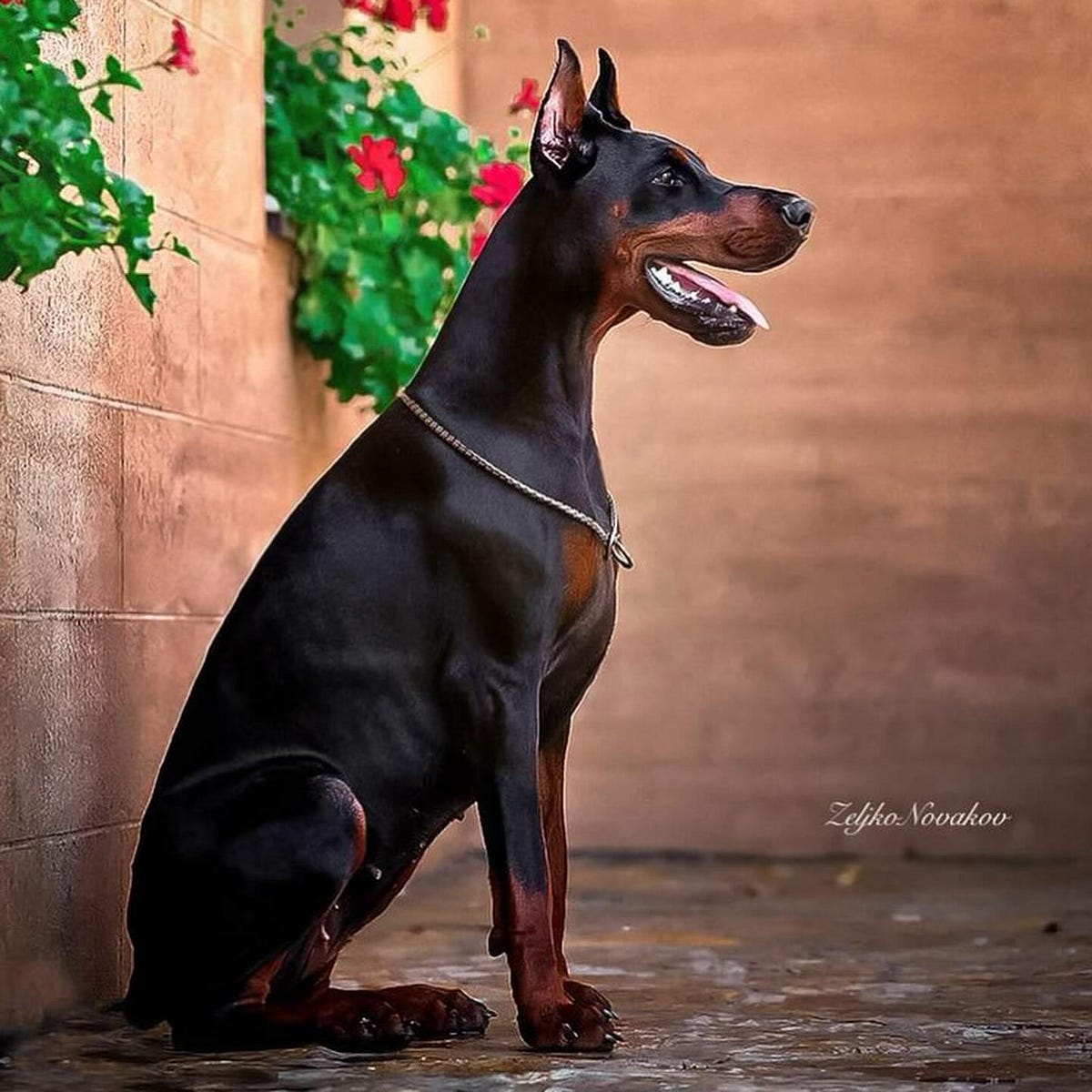 A Day in the Life of a European Doberman Puppy | by Ean Dm | May, 2024 ...