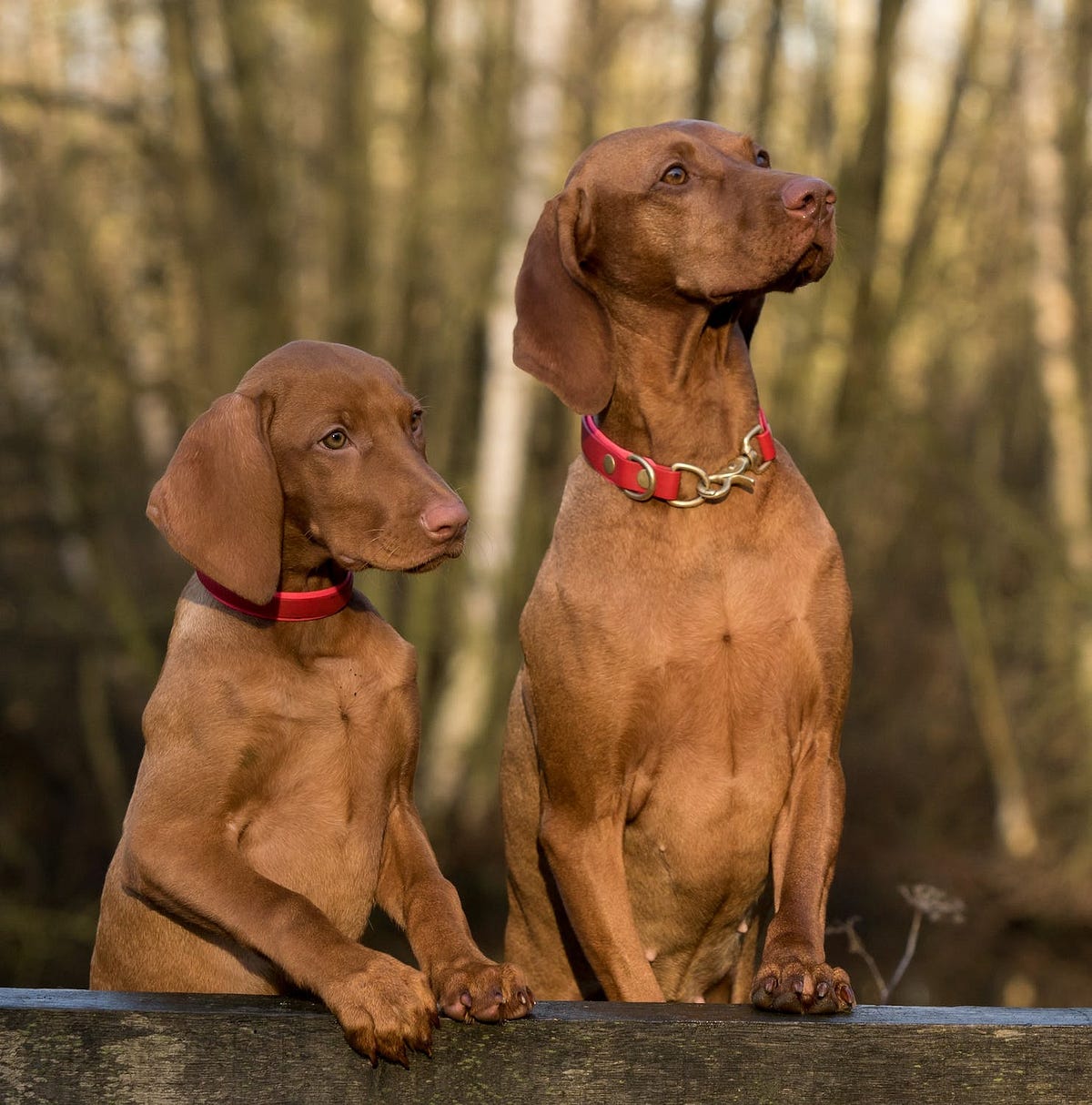 Why having a dog is really good for you and your family | 5 reasons ...
