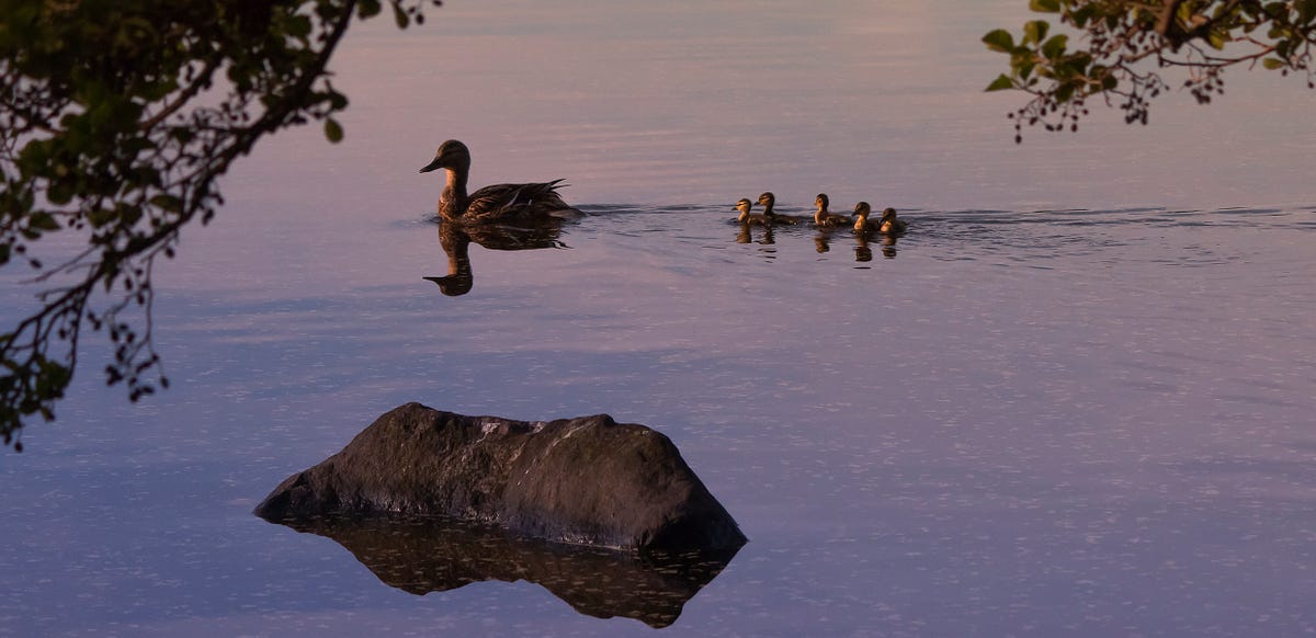 React and Duck Typing. Note I: If you don’t know what “duck… | by ...