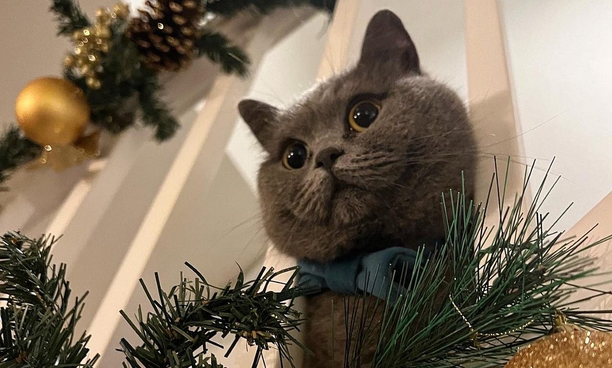 Weeknote 13: Meetings and holiday greetings | by Alysia-Marie Annett | Medium