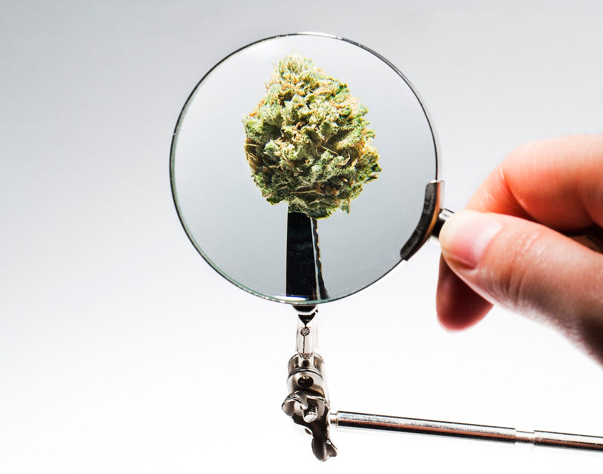 The Future of Cannabis: Predictions and Trends | by Ganja Laboratory ...