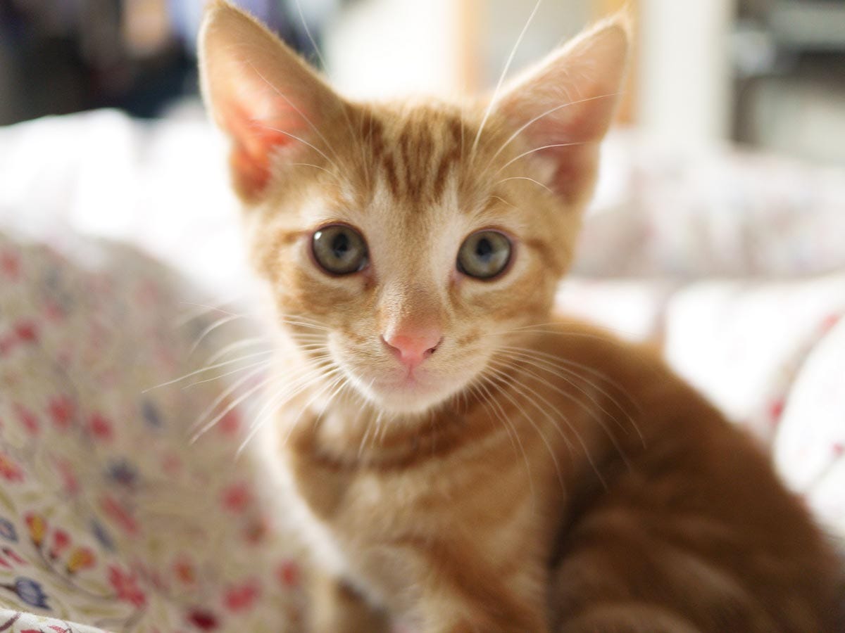 Kitten Care Basics — Bringing Home A New Kitten | by Cat Owner Club ...