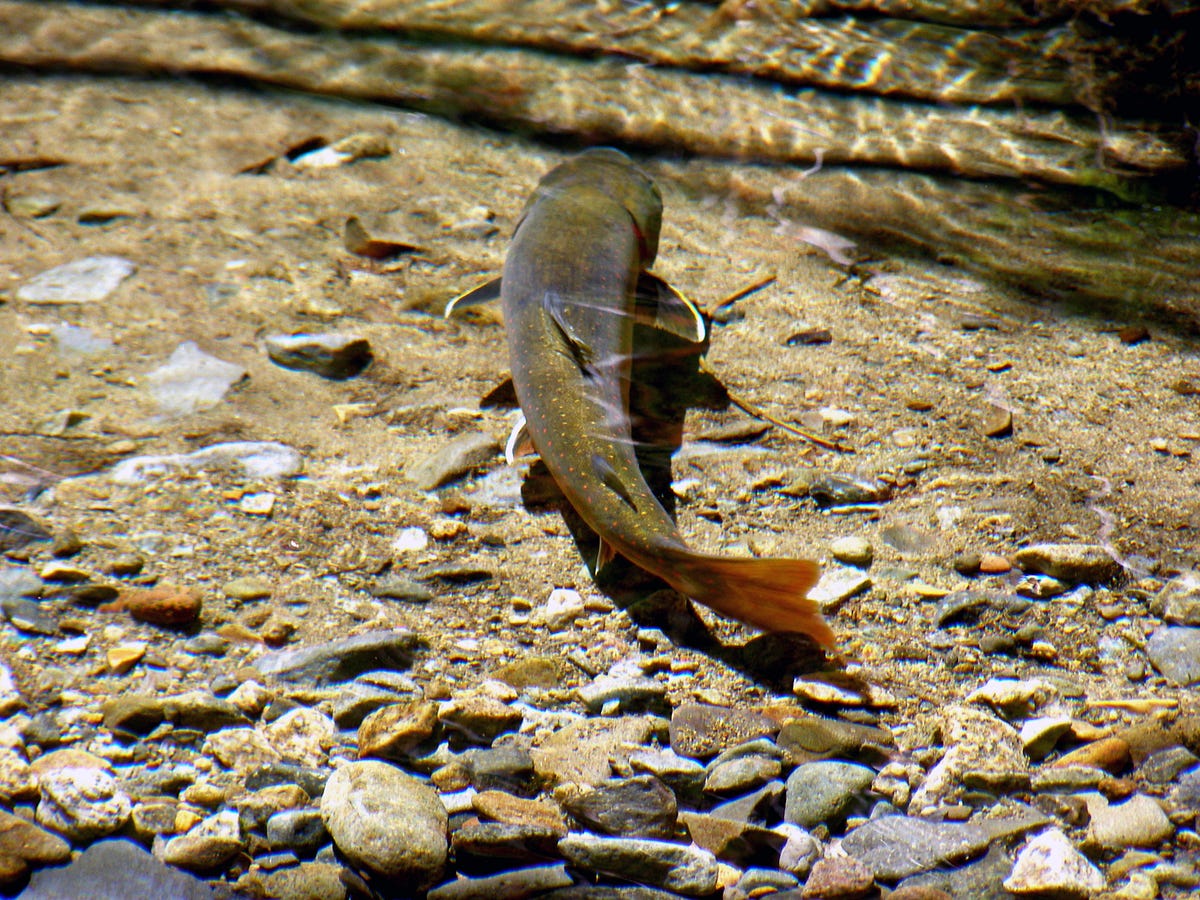 Cold, clean, connected: what bull trout tell us about our rivers | by ...