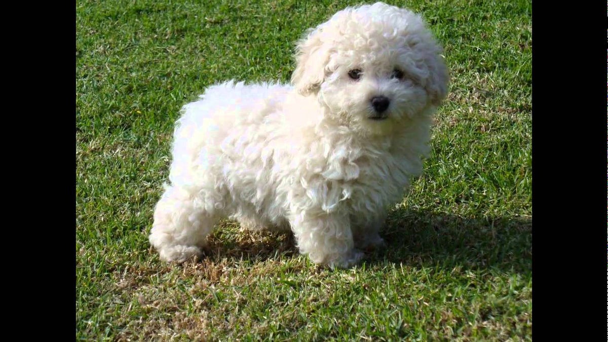 Poodle. A filha de Laura, uma amiga, minha… | by Rafael Gobi | Medium