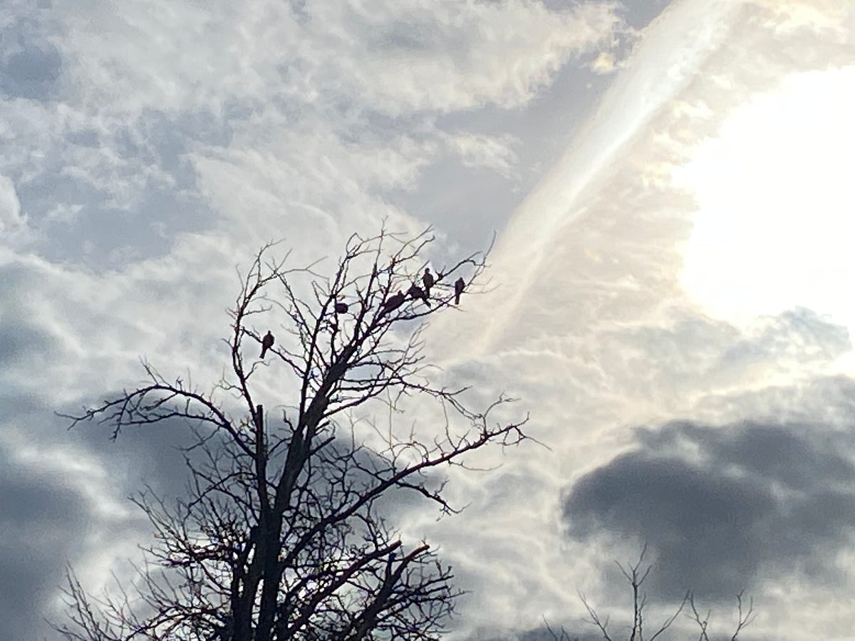Do You Have A Cherry Tree Story?. There are many stories of cherry ...
