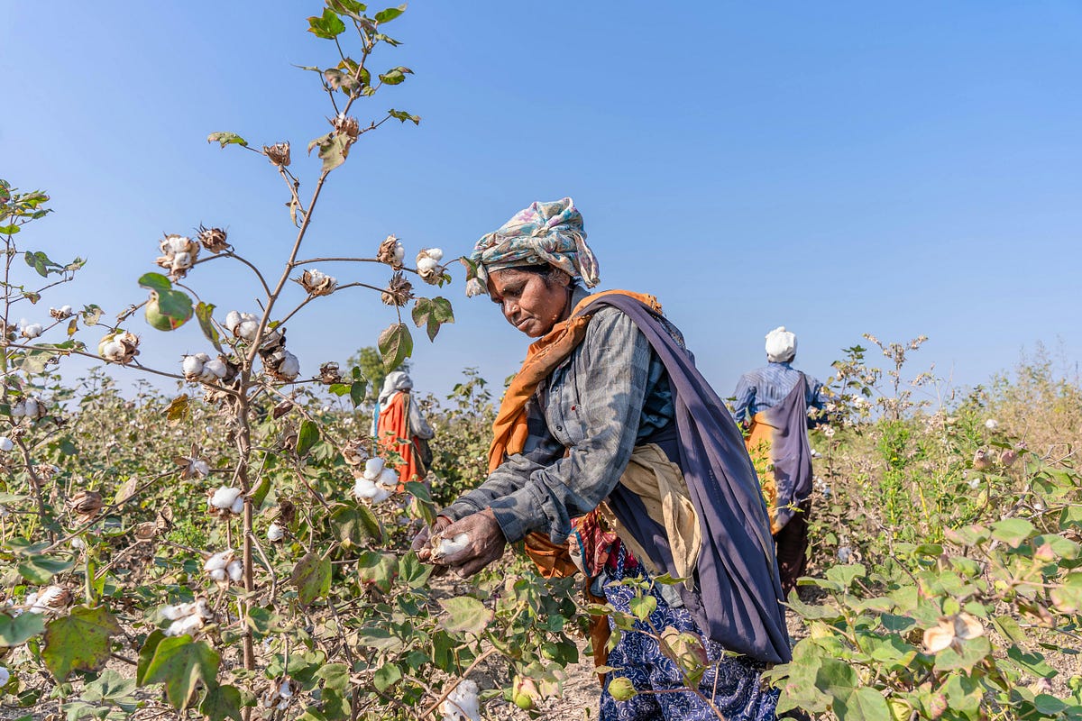 The Consequences of Cotton Farming | by Philip O'Ceallaigh | Medium