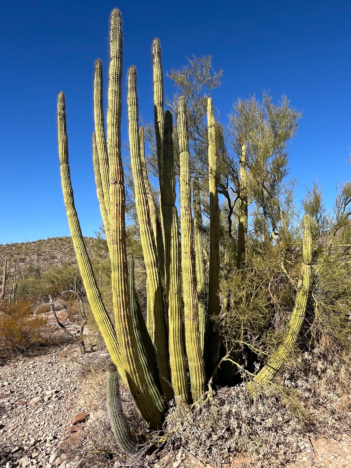 Organ Pipe Cactus Monument — Text. | by Jack Bybee | Apr, 2025 | Medium