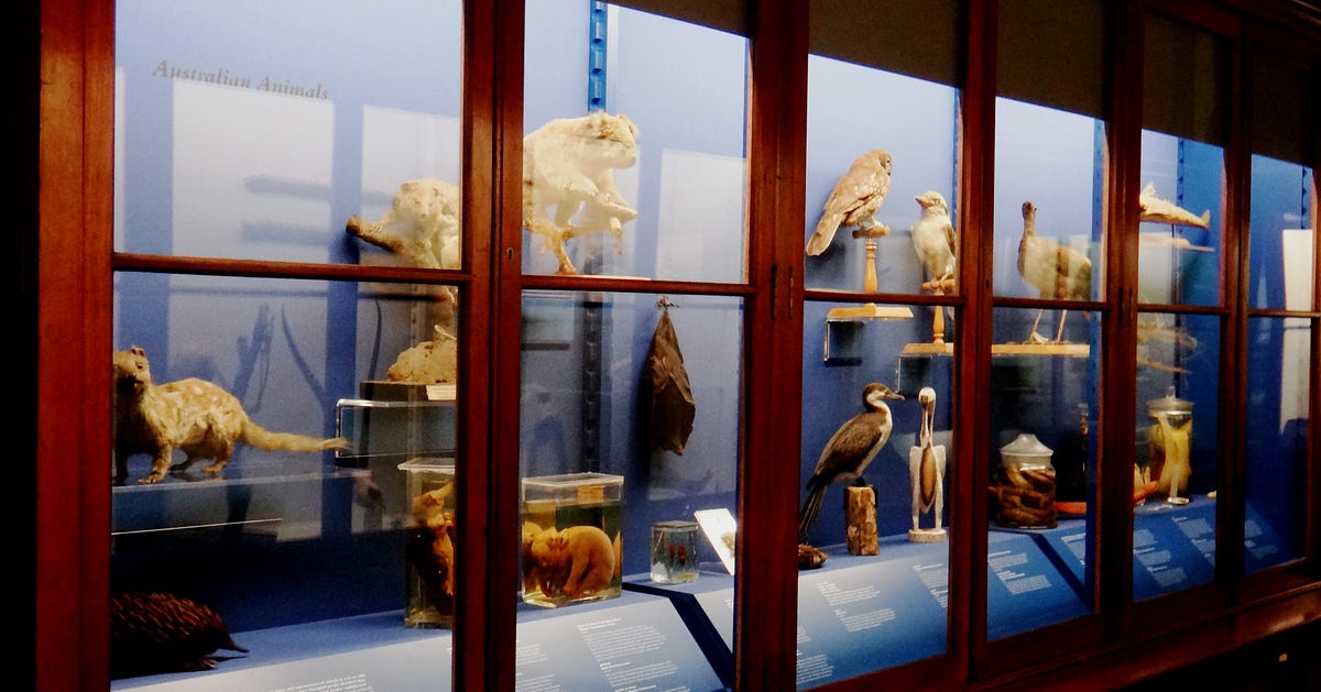 A Dharug Taxonomy of Australian animals | by Matt Poll | Medium