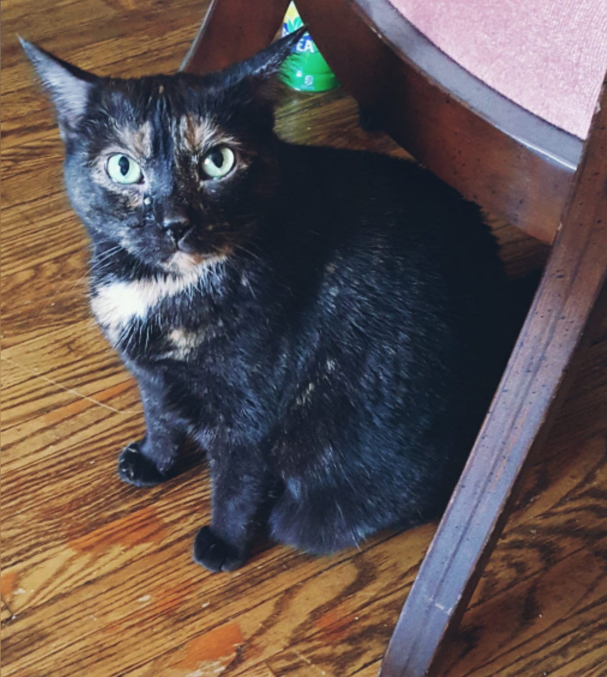 An Open Letter to My Cat. You’ve Given me More Than I’ve Given… | by ...